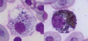 Take a Look at These Wild Slides – Haematology of Reptiles - LABOKLIN ...