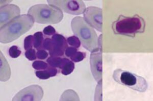 Take a Look at These Wild Slides – Haematology of Reptiles - LABOKLIN ...