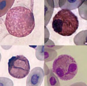 Take a Look at These Wild Slides – Haematology of Reptiles - LABOKLIN ...
