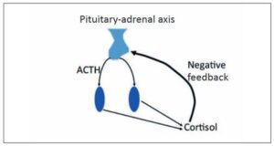 The Diagnosis of Canine Hyperadrenocorticism