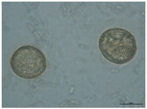 Intestinal parasites in rabbits and guinea pigs