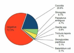 Intestinal parasites in rabbits and guinea pigs