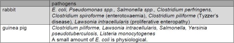 Diarrhoeal diseases in rabbits and guinea pigs – laboratory diagnostic ...