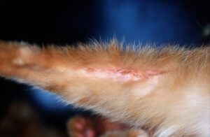 Feline skin diseases and their many causes - LABOKLIN Europe