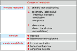 Which tests can help me diagnose an immune-mediated hemolytic anemia ...