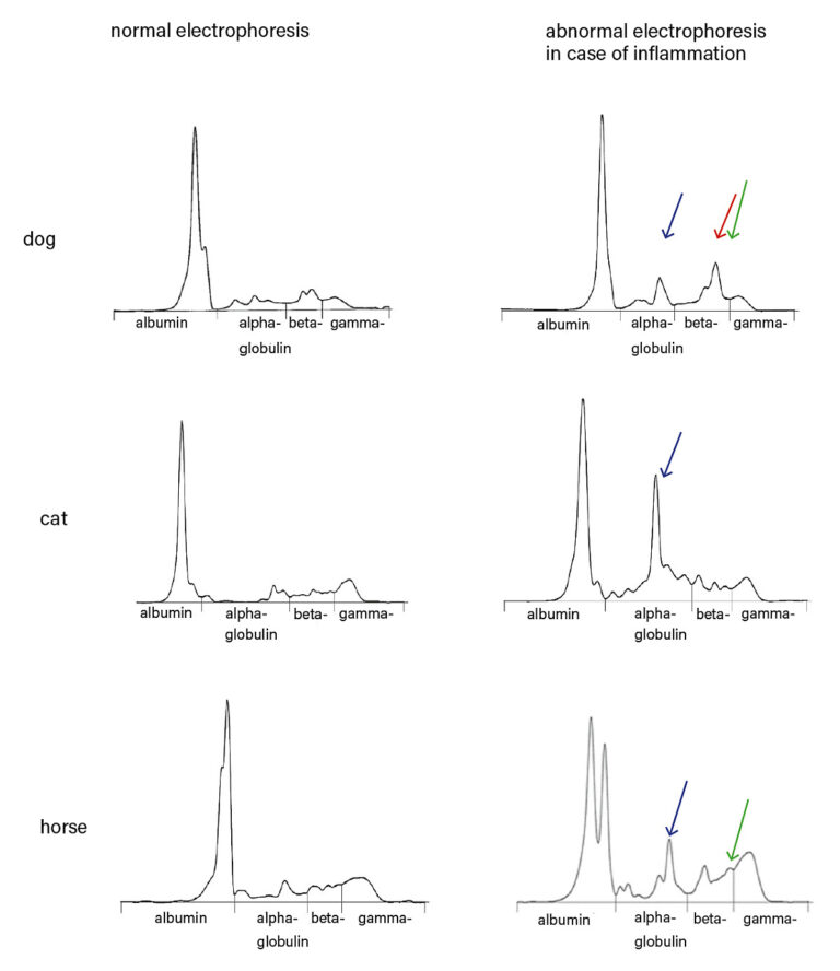 Acute-phase proteins in routine diagnostics - LABOKLIN Europe