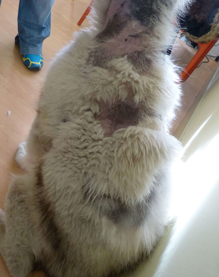 Differential diagnosis of non-inflammatory alopecia in dogs