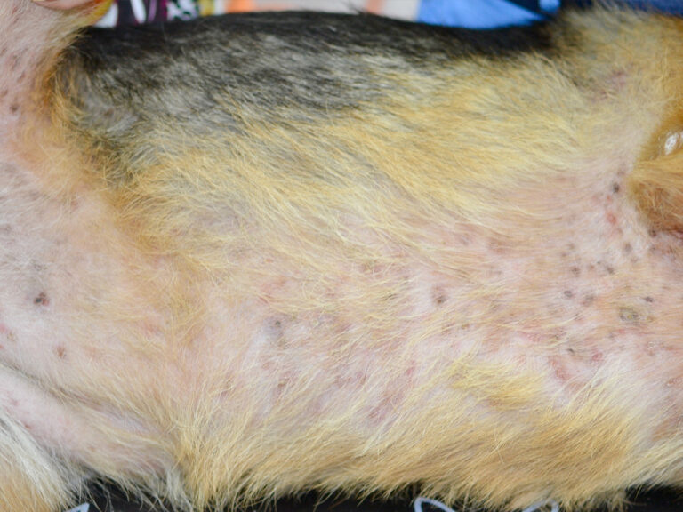 Clinical presentations of pyoderma in dogs