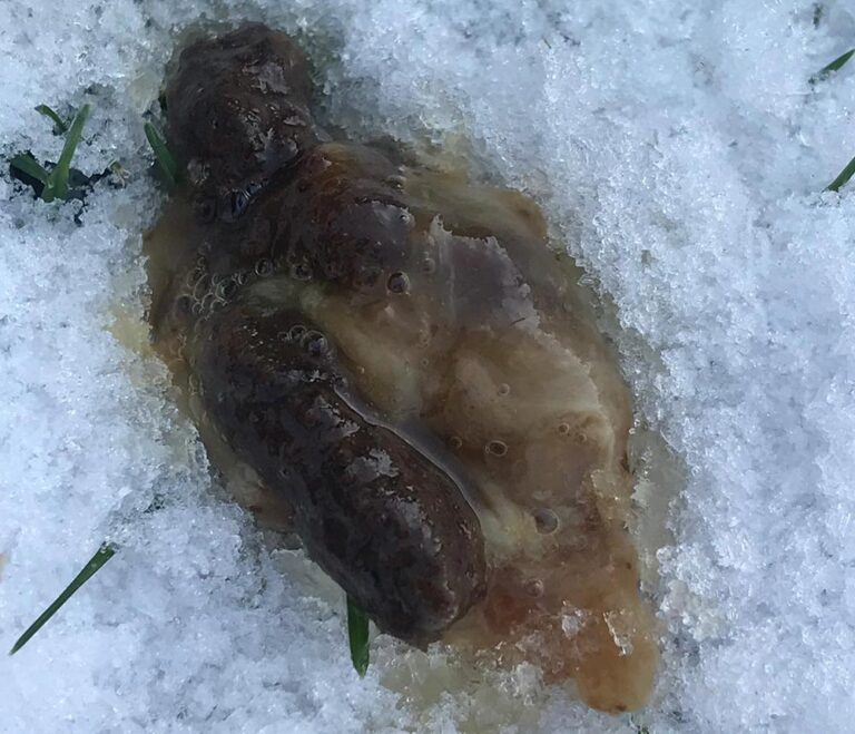 FAQs about chronic enteropathy - LABOKLIN Europe