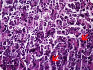 Infectious diseases in birds – part 1