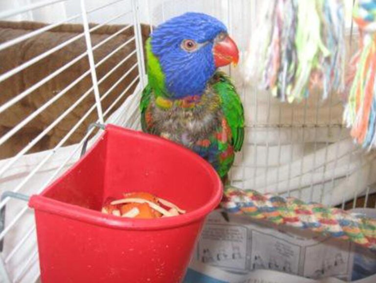 Infectious diseases in birds – part 1