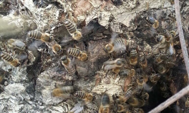 Allergies to bees, wasps and co. Clinical symptoms, diagnostics and ...