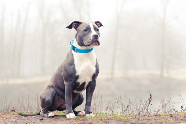 Colour Dilution Alopecia/CDA