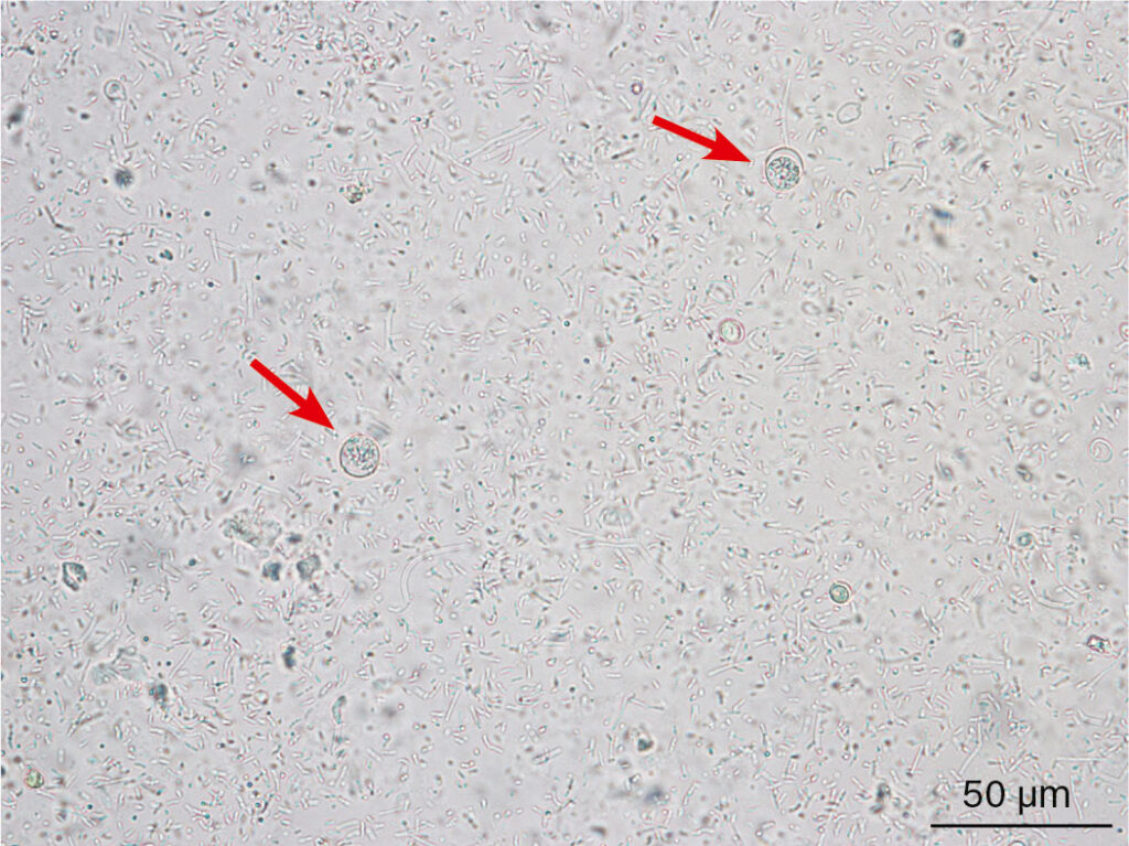 Gastrointestinal parasites in cats - what to look out for