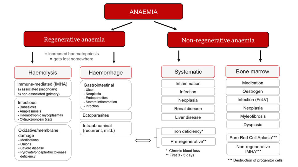 Expert round table on immune haemolytic anaemia (IMHA)