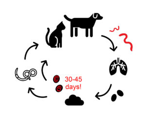 Lungworm infections in dogs and cats