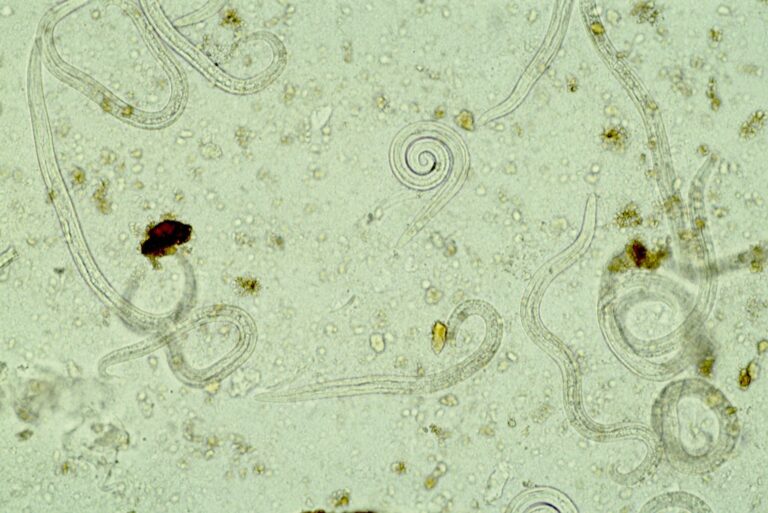 Lungworm infections in dogs and cats