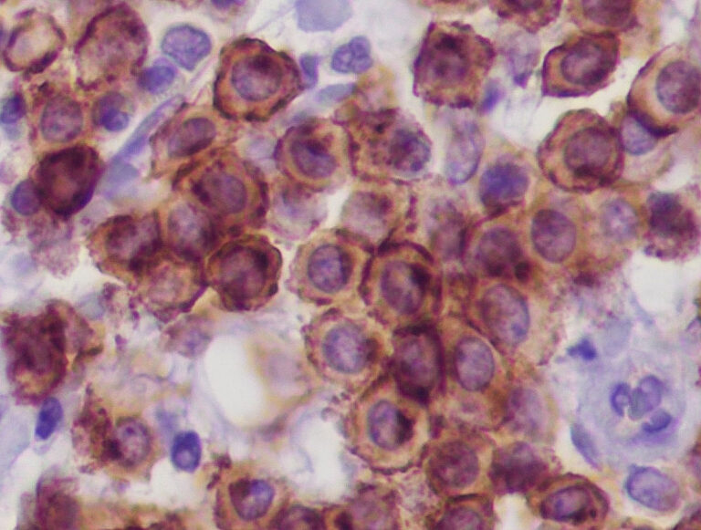 The diagnostic work-up of mast cell tumours in dogs and cats