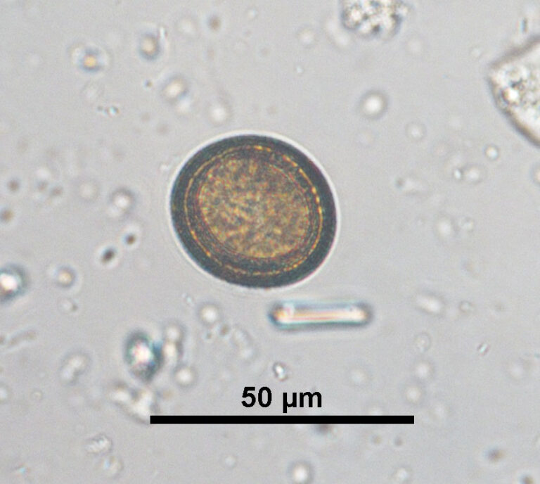 Echinococcus Infections in Dogs: Prevalence, Symptoms and diagnosis