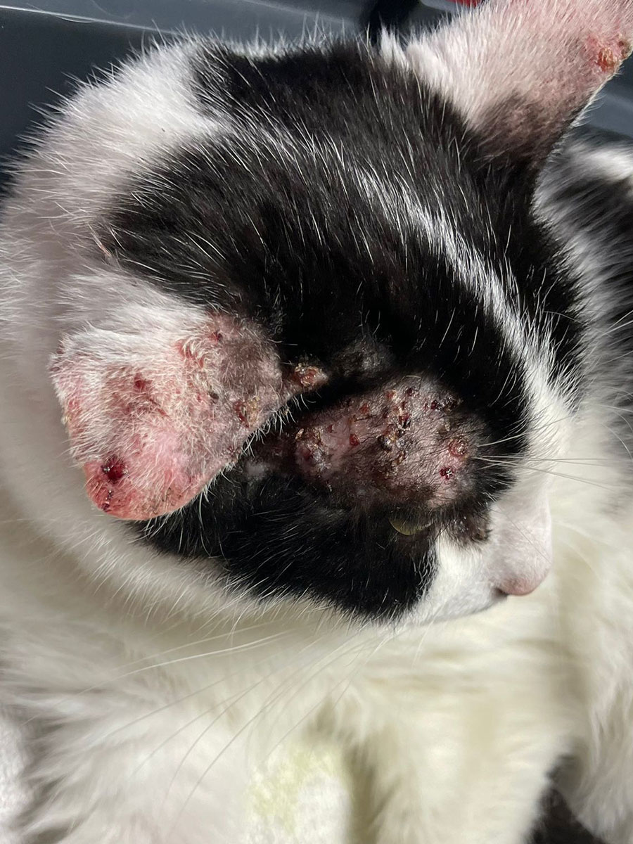 acantholytic cells cat