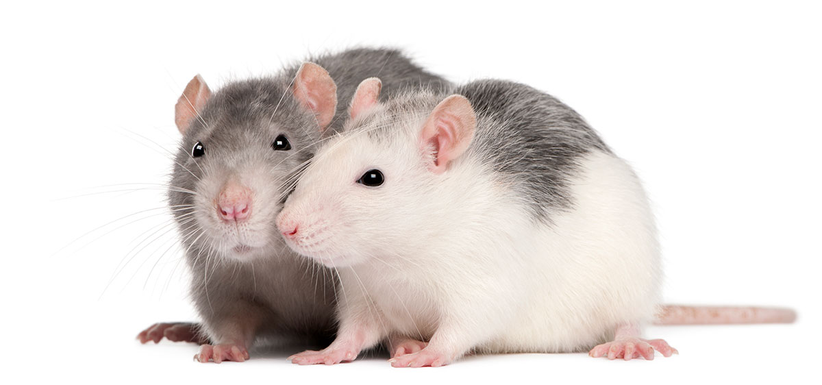 Mycoplasma Infections in Small Mammals