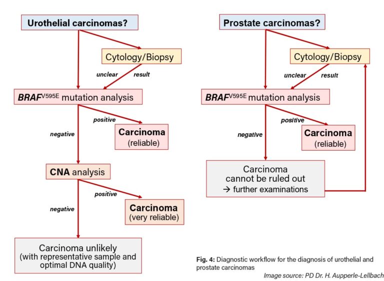 BRAF mutation and BRAF comp. test – an update
