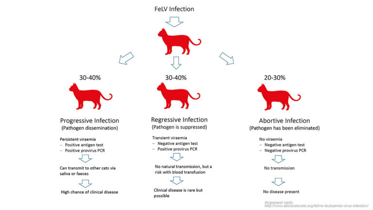 Feline leukaemia virus (FeLV) and feline immunodeficiency virus (FIV ...