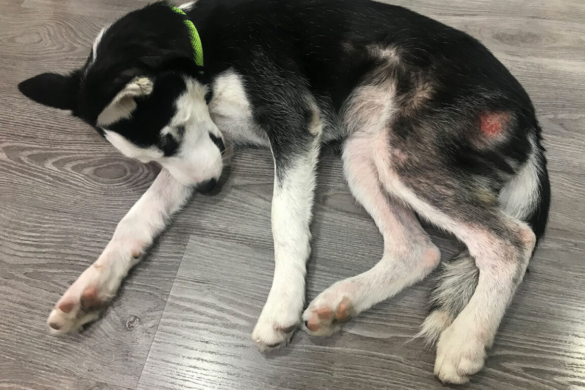 "laboklin" - LABOKLIN Europe