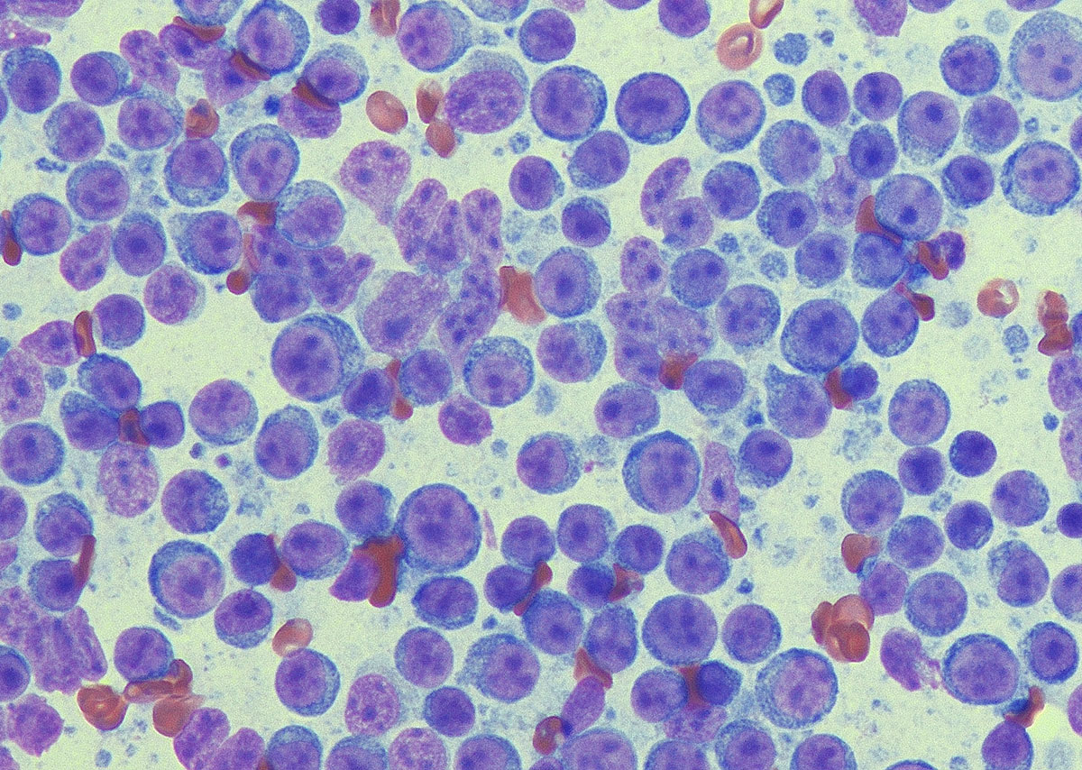 The Laboklin Expert Panel on Lymphoma